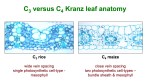 Development of Kranz Anatomy | Langdale Lab
